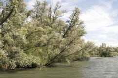 Willow trees, in the swamp stock photo. Image of landscape - 32769256