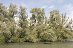 Willow trees, in the swamp stock photo. Image of landscape - 32769256