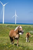 Horses and wind turbines stock image. Image of meadow - 5165043