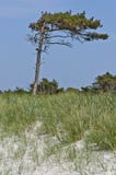 Windswept Pine Tree Stock Image - Image: 6300281
