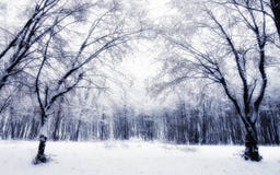 Dream Winter Forest Stock Photos - Image: 21729023