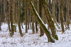 Bezdez castle - air photo stock image. Image of architecture - 11492969