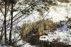 Winter Scene with Stream stock photo. Image of trees, winter - 3876400