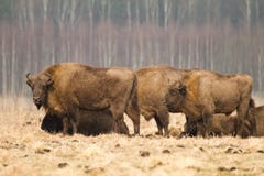 3+ Wisent portrait Free Stock Photos - StockFreeImages