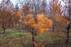 Dry Orange Pine Trees In Autumn Coniferous Forest Stock Photo - Image ...