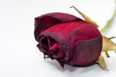 Withered Red Rose Stock Image - Image: 1623111