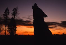 Gray Wolf Howling At Sunrise Stock Photo - Image: 10110300