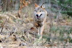 Wolf Sneaking In The Winter Forest Stock Photo - Image: 40241249