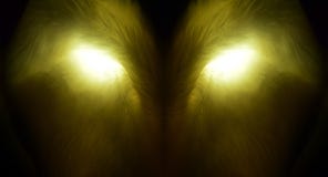 Beast Eyes Stock Photos - Royalty Free Stock Images