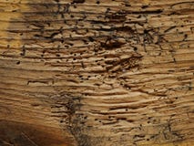 Wood Worm Holes Stock Photography - Image: 8094742