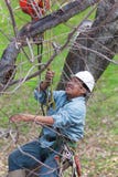 Worker Being Hoisted Up Into A Tree Stock Photo - Image of branches ...