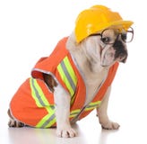 Dog Construction Hard Hat Stock Photos - Royalty Free Pictures