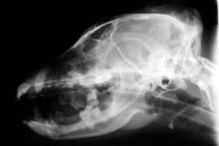 Dog Head X Ray Stock Photos, Images, & Pictures - 58 Images