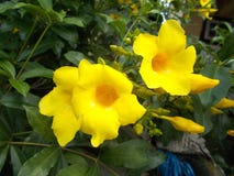 Alamanda Flower On The Tree Stock Image - Image: 101688749