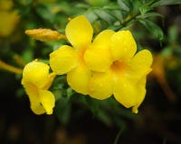 Allamanda flowers yellow stock image. Image of fragility - 98565335