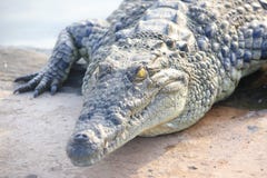 Yellow Crocodile Stock Photo - Image: 42852861