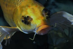 Big Lips Fish Stock Photos, Images, & Pictures - 99 Images