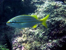 Grunt Fish stock photo. Image of deep, coral, colorful - 35103274