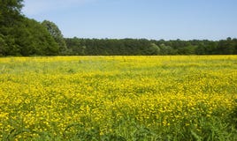 Pretty Yellow Meadow stock image. Image of barnhouse, sunset - 5912137