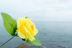 Yellow Rose Butterfly Stock Images - Download 1,498 Royalty Free Photos