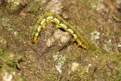 Yellow Worm Stock Photos - Image: 27209633