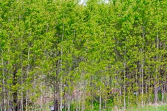 Aspen Birch Trees In Summer Stock Image - Image of forrest, grown: 25854135