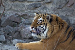 Tiger in shadow stock image. Image of regalis, obligate - 12290867