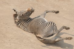 Zebra Colt Foal Portrait stock photo. Image of wildlife - 28614202