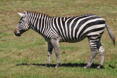 Zebra stock photo. Image of distinct, game, eating, african - 14619686