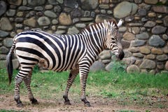 Zebra Stock Photos, Images, & Pictures - 33,384 Images