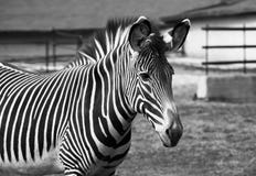 Sad Zebra Stock Images - Image: 1854474