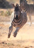 Zebra Running Stock Images - Download 946 Photos