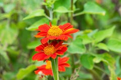 Zinnia Garden Stock Image - Image: 6263731