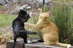 Kämpfen mit zwei Katzen stockbild. Bild von grün, nett - 35113967