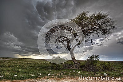 Árbol De La Tempestad De Truenos Fotografía de archivo libre de ...