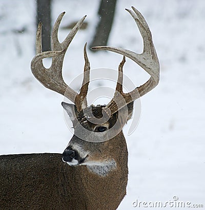 10 Point Whitetail Buck Deer Royalty-Free Stock Photography ...