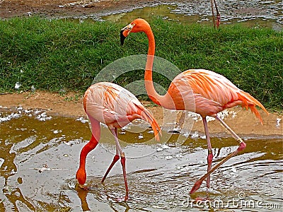 2 Flamingos Stock Photography - Image: 4925492
