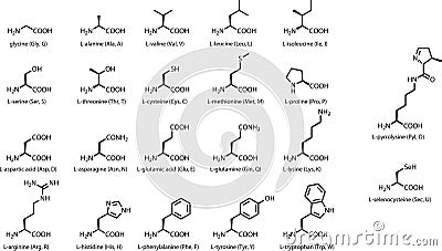 The 22 Standard Amino Acids - Chemical Structures Royalty Free Stock ...