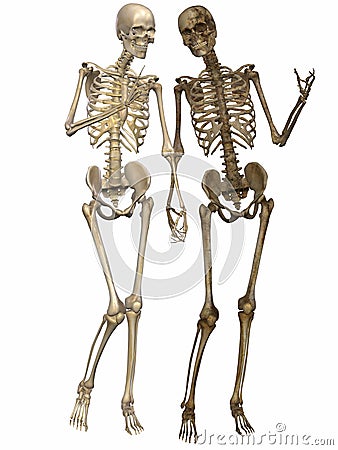 3 D Skeletons - Friends For Ever Royalty-Free Stock Image ...