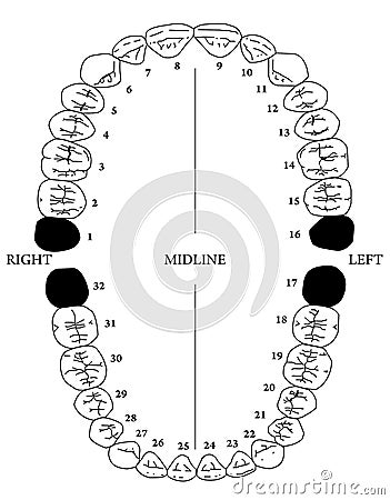 32 Teeth Royalty Free Stock Photos - Image: 9620958