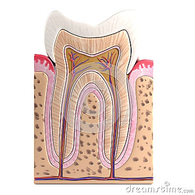 3d Render Of Tooth Anatomy Royalty Free Stock Images - Image: 37703049