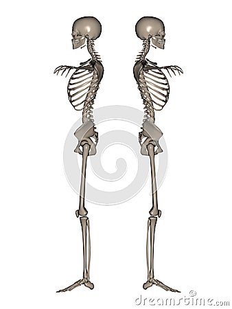 3D Rendered Female Skeleton Stock Photos - Image: 13849203