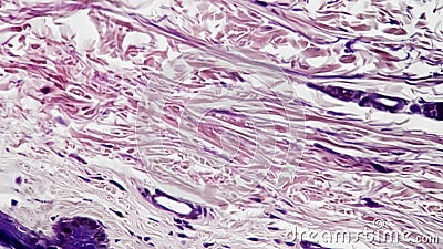 400 Times Magnification of Simple Squamous Epithelium Filmed Under ...