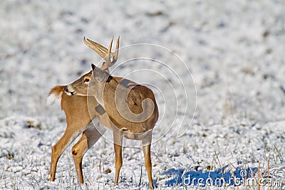6 Point Buck Royalty Free Stock Images - Image: 22550389