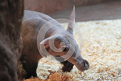 Aardvark Royalty Free Stock Photo - Image: 26209145