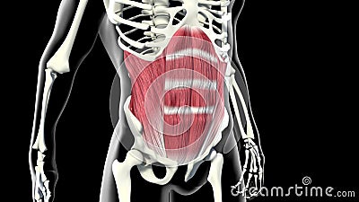 Abdominal Muscles Animation Stock Footage - Video of body, medical ...