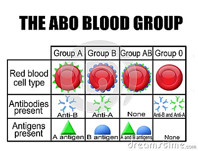The ABO Blood Group Diagram Stock Illustration | CartoonDealer.com ...