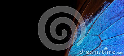 Abstract Butterfly Wings Pattern. Blue Wing Of A Tropical Butterfly On ...