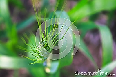 Abstract Top View Of Barley Head Awns Stock Photo | CartoonDealer.com ...