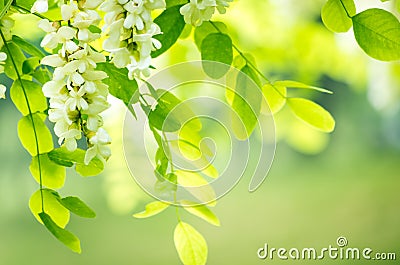 Acacia Flowers Royalty Free Stock Image - Image: 24540266